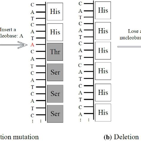 An Example Of Frameshift Mutation In Dna Download Scientific Diagram