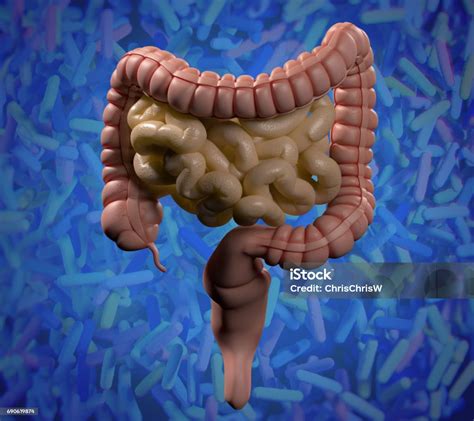 본질적인 박테리아 미생물입니다 창 자 개념 표현 내부 박테리아의 확대 3d 그림입니다 일러스트레이션에 대한 스톡 사진 및 기타 이미지 Istock