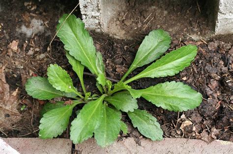 14 Best Seedling Identification Images On Pinterest Poppies Garden Seeds And Bugs