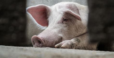 Свиньи живым весом Антипино купить в Алтайском крае 34366