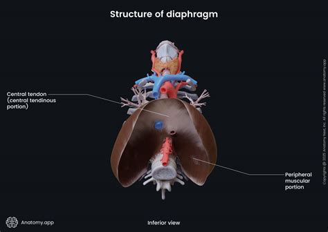 Structure Of Diaphragm Inferior View Anatomy App