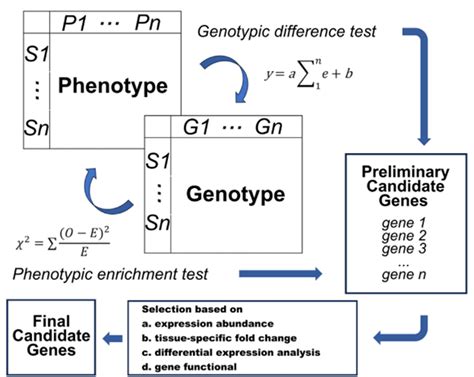 曹晓风研究组揭示植物光形态建成的表观遗传调控机制中国科学院遗传与发育生物学研究所
