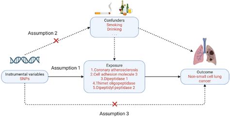 Three Major Assumptions Of Mendelian Randomization Download Scientific Diagram