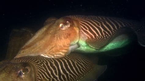 Cephalopod Definition Etymology Species And Facts