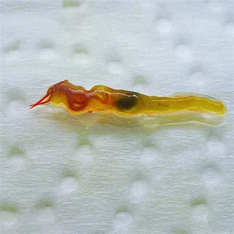 Camallanus Worms in Fish: Symptoms & Treatment - AC Aquarium Life