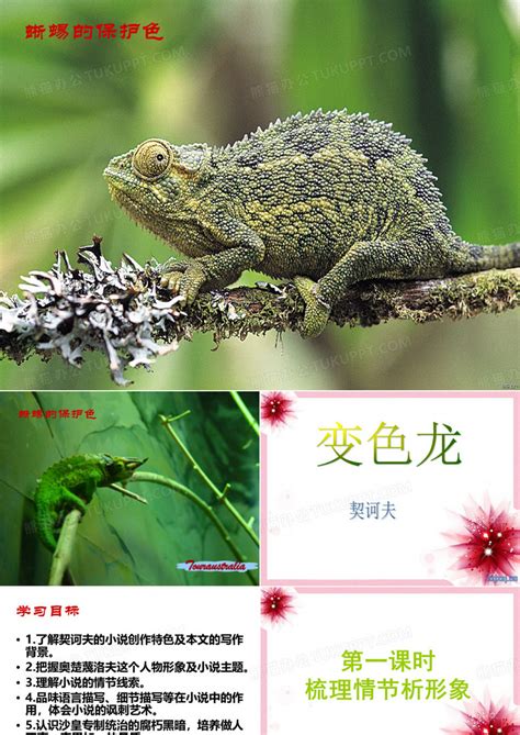 变色龙PPT模板下载 编号qzboaeea 熊猫办公