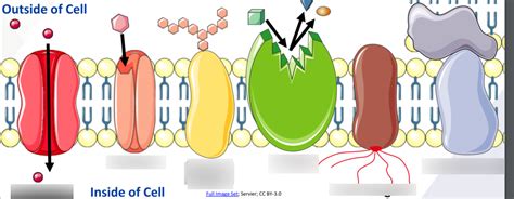 A Generalized Cell Diagram Quizlet