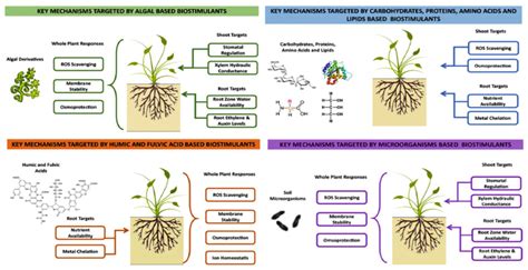 1 Role Of Plant And Microbial Biostimulants In Alleviating Stress Download Scientific Diagram
