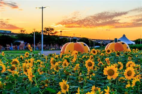 北市大佳河濱「5萬盆向日葵滿開」免費拍！近4百坪花海11月底前最美 Ettoday旅遊雲 Ettoday新聞雲