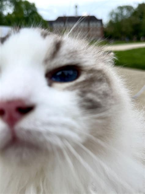 The Quad Is Magical This Evening R Uiuc