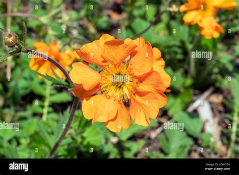 Geum Fireball A Summer Flowering Plant With A Orange Yellow