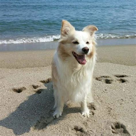 ‘개훌륭 나왔던 강형욱 반려견 ‘다올이 무지개 다리 건넜다