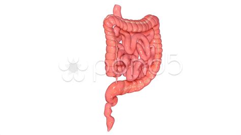 Small Intestine Cartoon