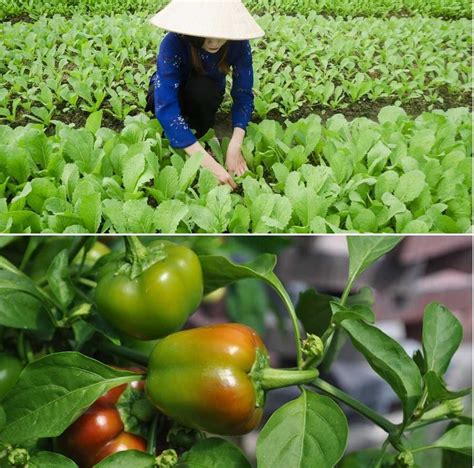 Vegetable Gardening Calendar In India A Full Guide Gardening Tips