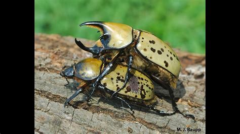 This Spider Has A Huge Dumpy Youtube