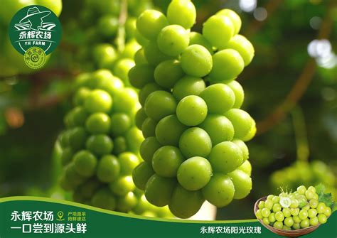 阳光玫瑰葡萄广告宣传 阳光玫瑰推销话术 阳光玫瑰葡萄销售语 大山谷图库