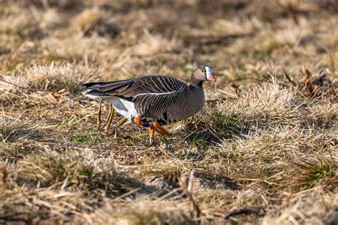 10 от животинските видове в България с най интересни имена Wwf