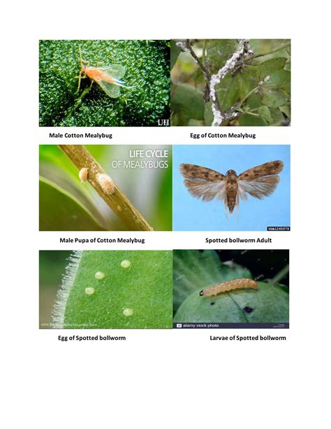 Entomological Insect Identification Adult Larvae Pupa Nymph Eggs Docx