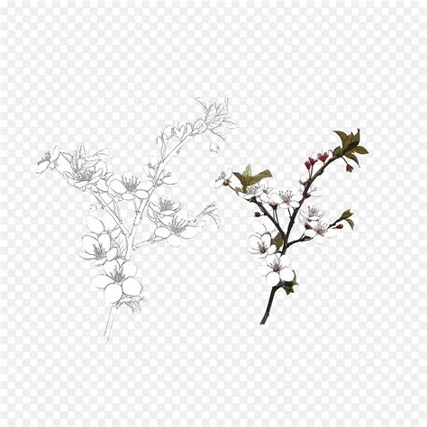 手绘花卉线稿图PNG图片素材下载 图片编号ygorxrmy 免抠素材网