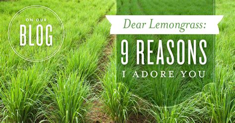 9 Benefits And Uses Of Lemongrass Essential Oil