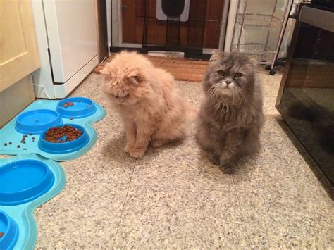 Gullibles Travels Monty Python Live Mostly At The O2 Arena