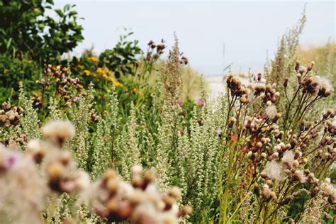 Безплатна снимка природа растение поле морава ливада прерия цвете есен ботаника