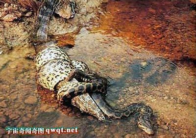 泰坦巨蟒vs森蚺巨蟒 森蚺的天敌 泰坦蟒的天敌图片 大山谷图库