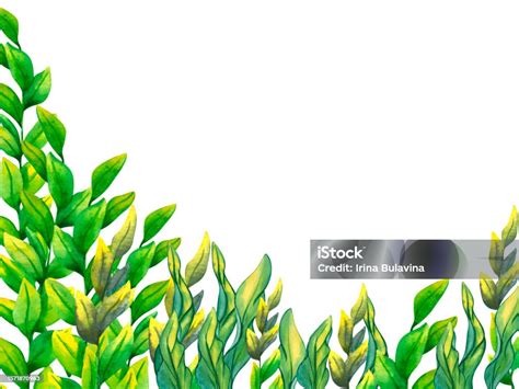 수채화 녹색 해초 프레임입니다 하얀 배경에 분리된 바다 식물 손으로 그린 식물 삽화 수중 잔디 아이들 인쇄 장식 및 디자인 건강관리와 의술에 대한 스톡 벡터 아트 및 기타