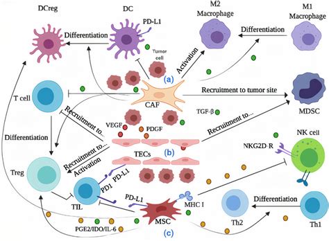 Interaction Between Cellular Component Of Immunosuppressive Tumor