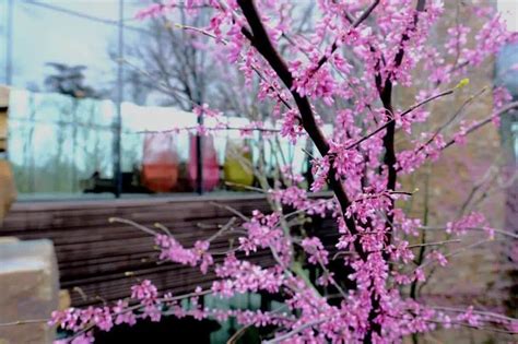 Stunning Flowering Trees In Florida To Plant Or Admire
