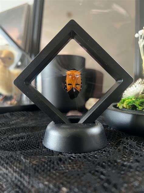 Man Faced Stink Bug In Display Case Etsy