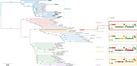phylogenetic tree of the recombinant of near full length genome and