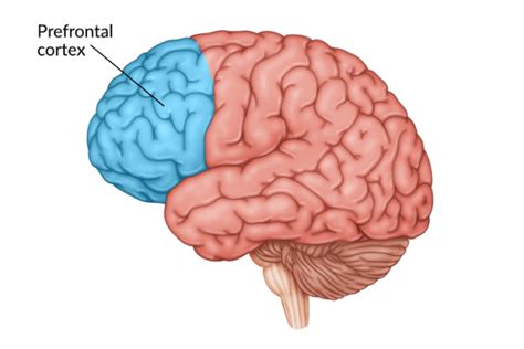 Prefrontal Cortex Damage What To Expect And How To Recover