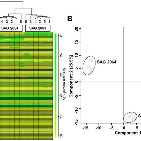 A Heat Map Shows The Unsupervised Hierarchical Clustering Of Proteins
