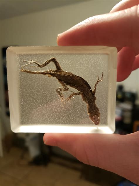 Mummified Lizard In Resin R Crafting