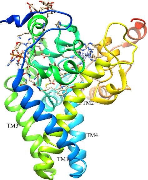 Overview Of Transmembrane Helices Of Hscd1 Structure Of The