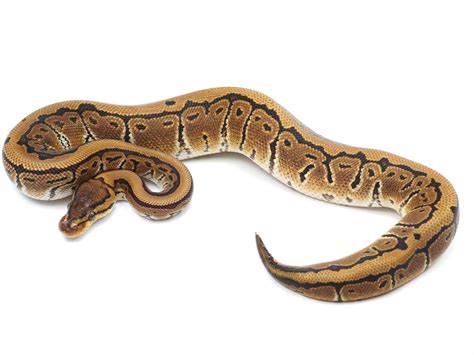 Het Piebald Ball Python Traits Care And Breeding Vital Frog