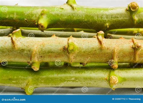 Cassava Stems Royalty Free Stock Image 33207712
