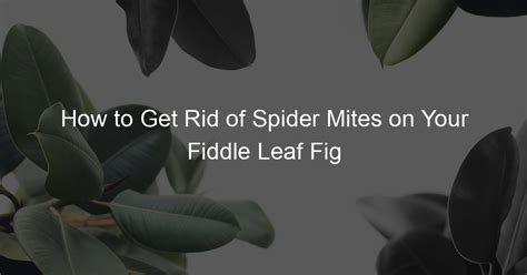 How To Get Rid Of Spider Mites On Your Fiddle Leaf Fig Ficus To Life