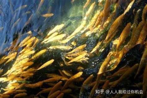 虹鳟鱼人工养殖方法虹鳟鱼的养殖条件 知乎