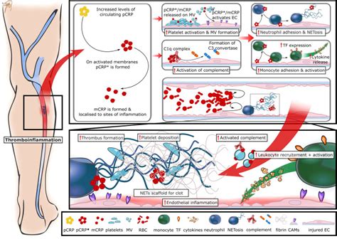 C Reactive Protein Immunothrombosis And Venous Thromboembolism Pmc