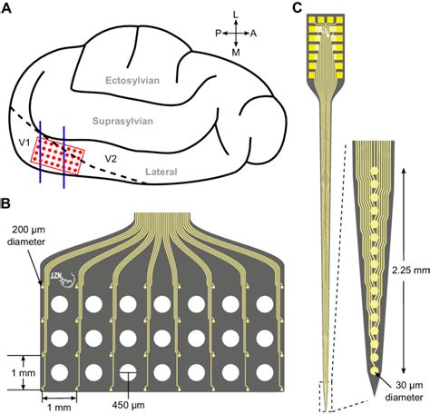 Recording Electrode Dimensions And Placement On The Cat Visual Cortex Download Scientific