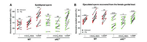 Progesterone Induced AR Of Epididymal A And Ejaculated B WT Red Download Scientific