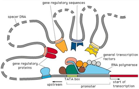 Lecture 5 Transcription Regulation Flashcards Quizlet