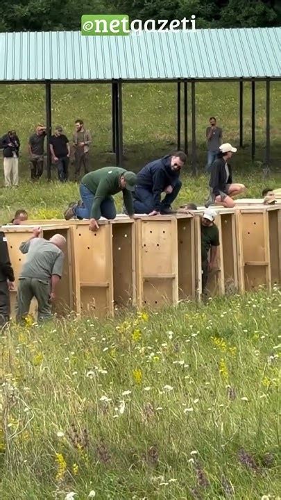 თბილისის ზოოპარკში გამრავლებული კეთილშობილი ირმები ალგეთის ეროვნულ პარკში გაუშვეს Youtube