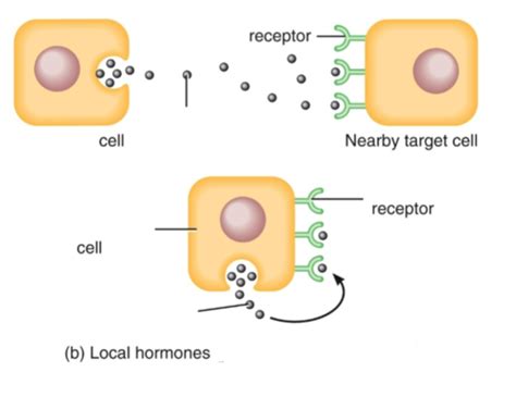 Endocrine Physiology Flashcards Quizlet