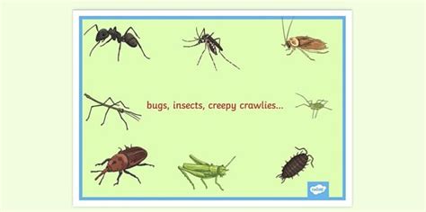 Printable Bugs Poster Nz Display Resources