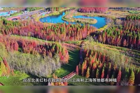 盘点世界最高的棵巨树，至少高度有层楼，个人都抱不住！带你看世界自然奇观世界最高的树 都抱 世界 奇观