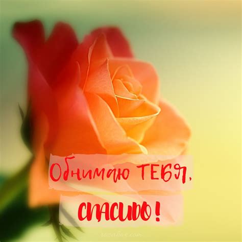 Открытка с розой Обнимаю спасибо Счастливые картинки Благодарственные
