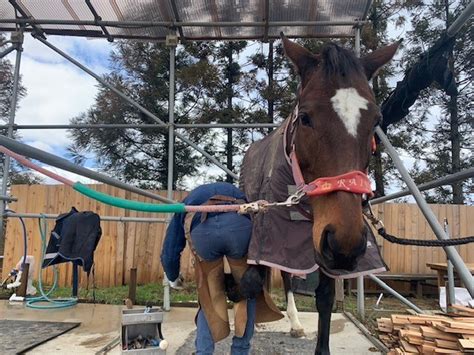 アヴニールファーム削蹄風景 引退競走馬達の第2の馬生を共に支えるサポーターになりませんかNPO法人アヴニールファーム 2024 03